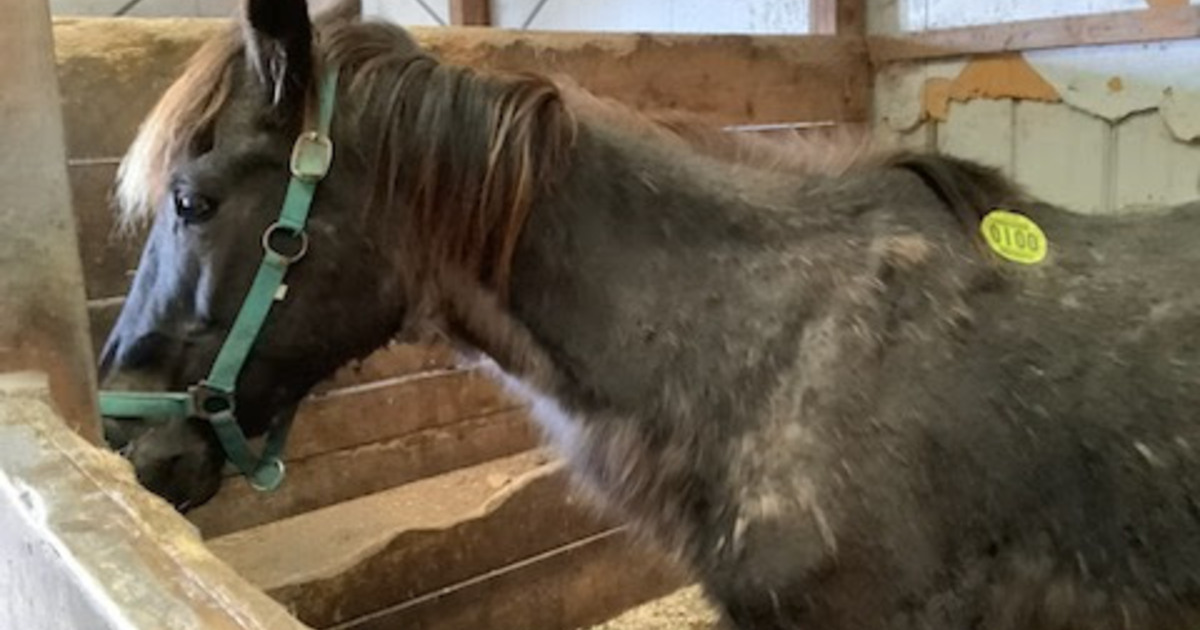 Glory Bound Rescue Ranch - Sanctuary Horse Monthly Sponsor