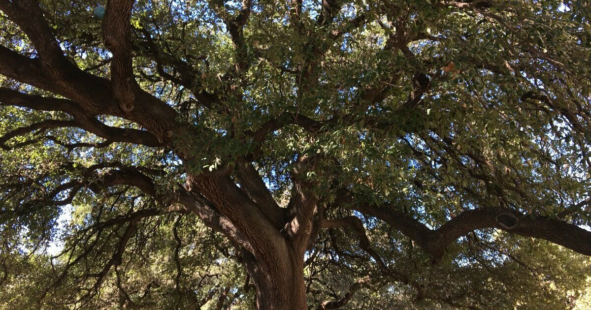 TreeFolks, Inc. - A Piece of Pease