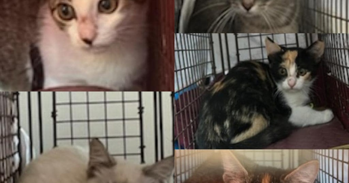 Homeless Animals Relief Project - Spay One-Save Thousands!