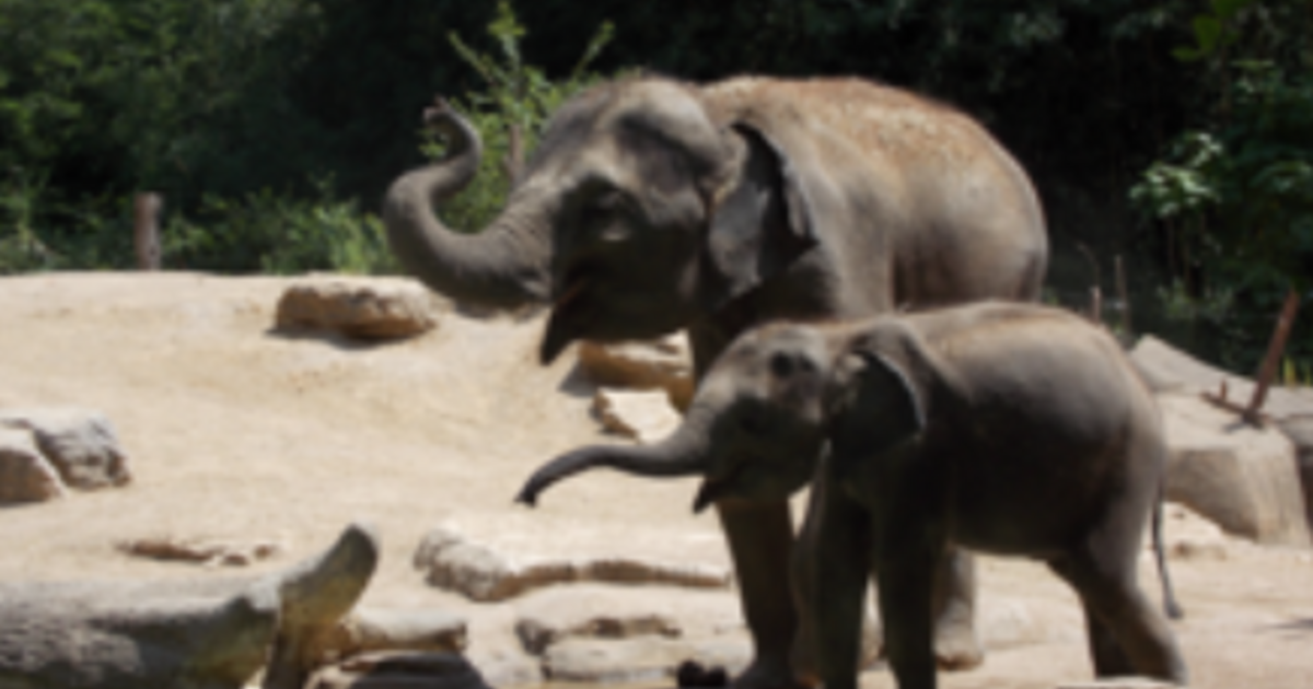 American Association of Zoological Parks & Aquariums Inc - Conservation ...