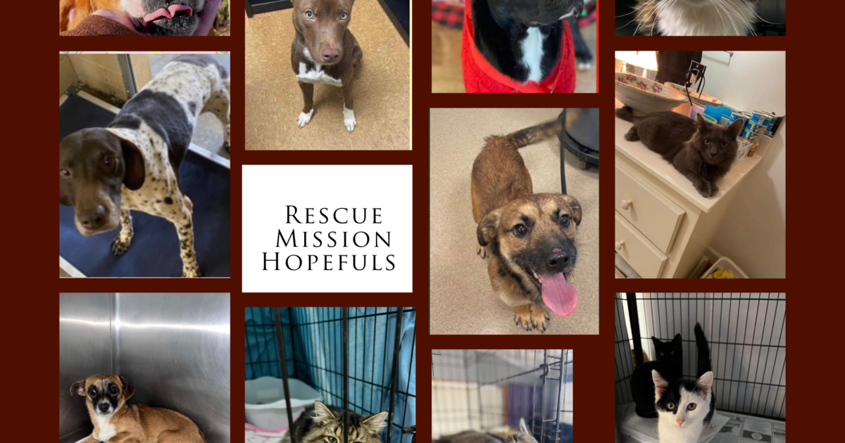 Last Chance Animal Rescue Fund - Transport