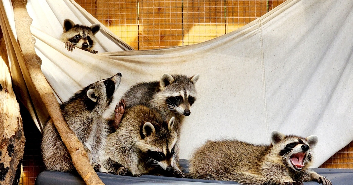 Harmony Wildlife Rehabilitation Center - Support Harmony Wildlife