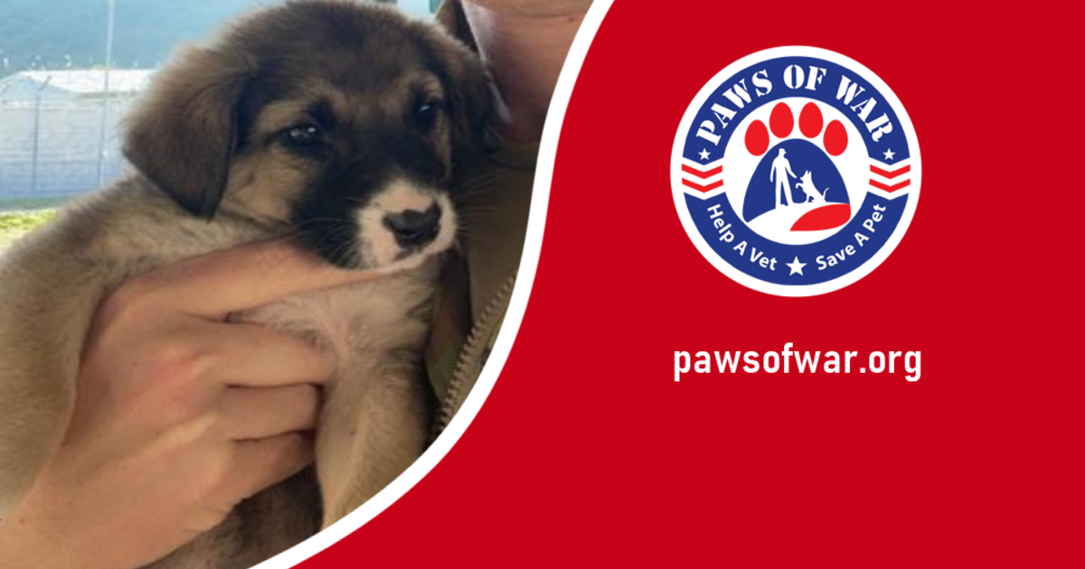 PAWS OF WAR INC - Saving Three Pups from Overseas