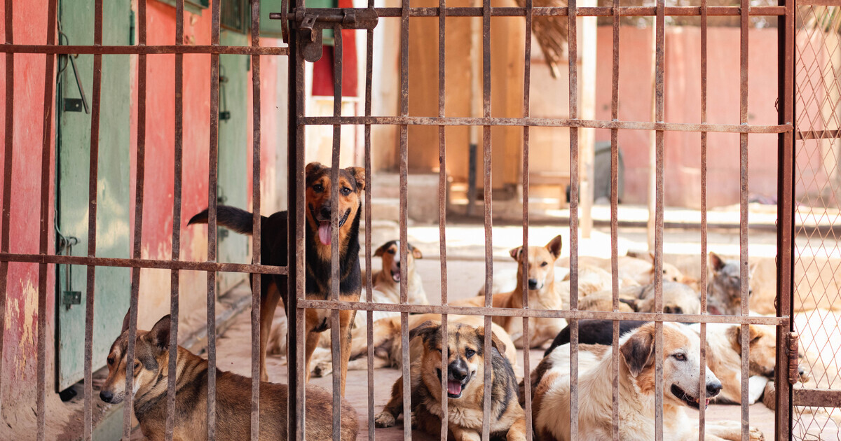 Stray Dog Support Inc - Joing Our Mission To Help Stray or Shelter ...