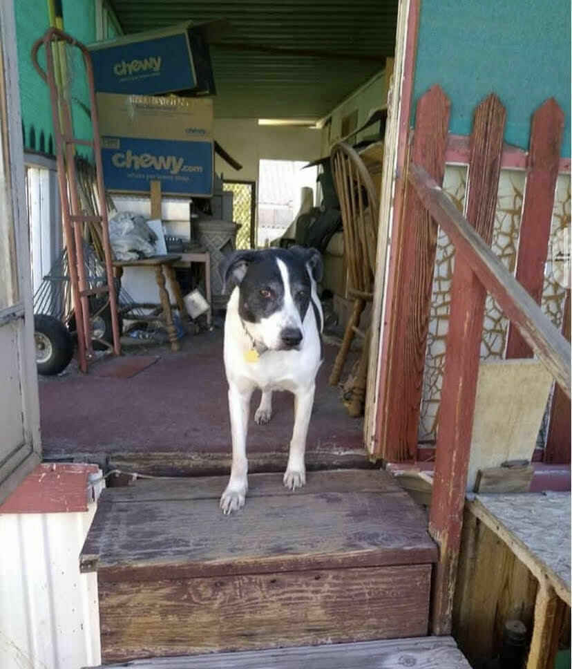 Street Dogz - Giving Tuesday 2022