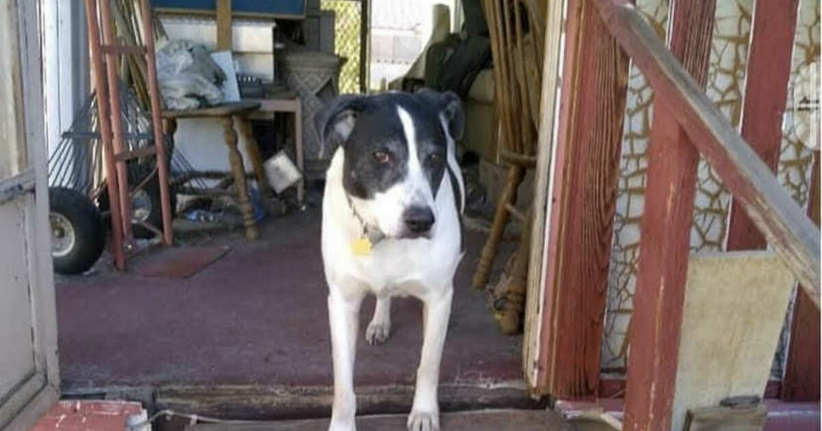 Street Dogz - Giving Tuesday 2022