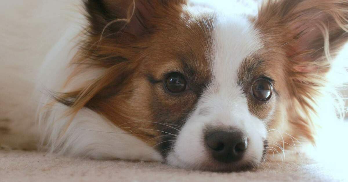 Papillon Pals Rescue Inc - Papillon Pals Rescue Supporter