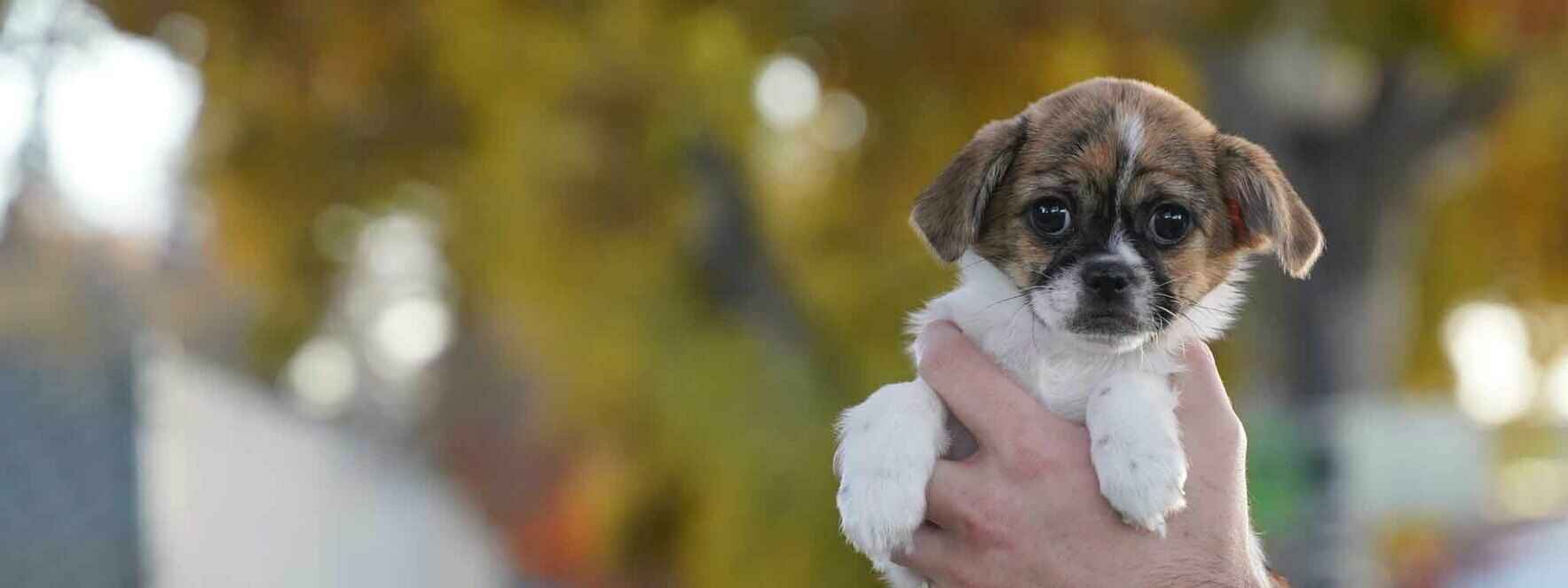 Friends of Front Street Shelter - Help Sacramento animals and the ...