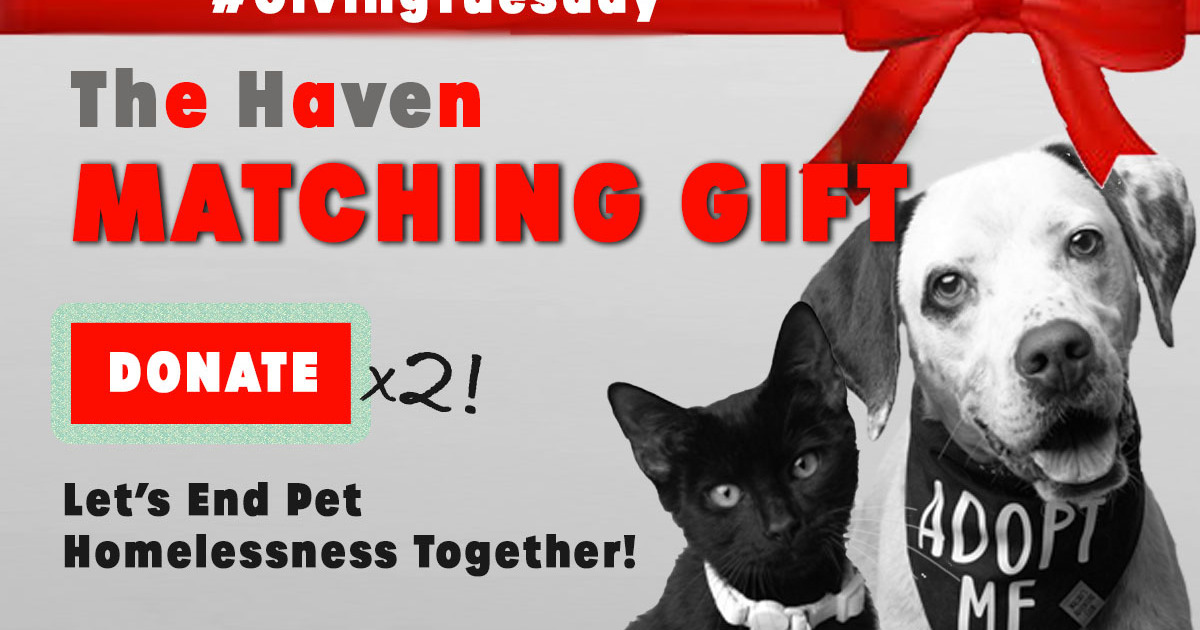 THE HAVEN - Let's End Pet Homelessness Together