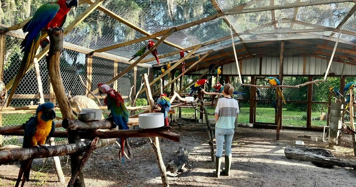 Ruffled Feathers Parrot Rescue and Sanctuary Inc - Ruffled Feathers ...