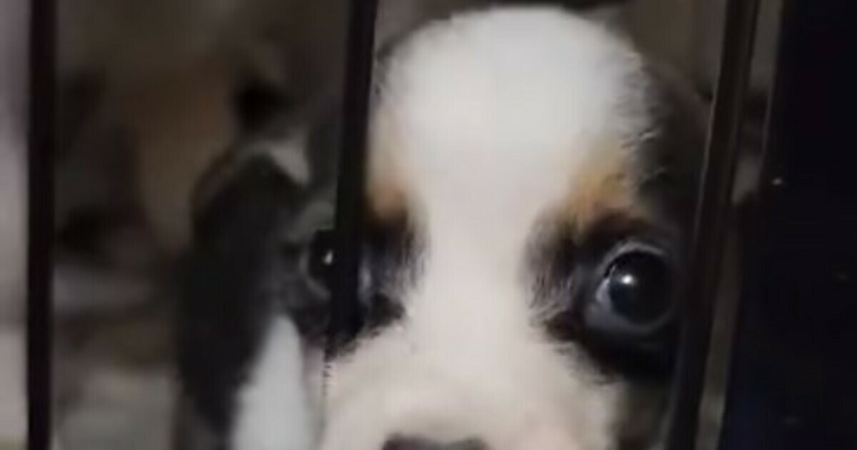 ALASKAN ANIMAL RESCUE FRIENDS - Support Alaskan Animal Rescue Friends