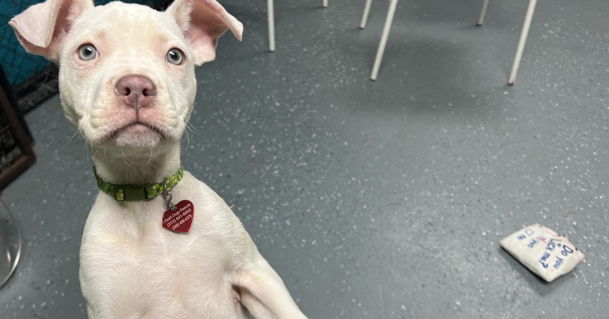 I Heart Dogs Rescue and Animal Haven - I Heart Dogs Rescue