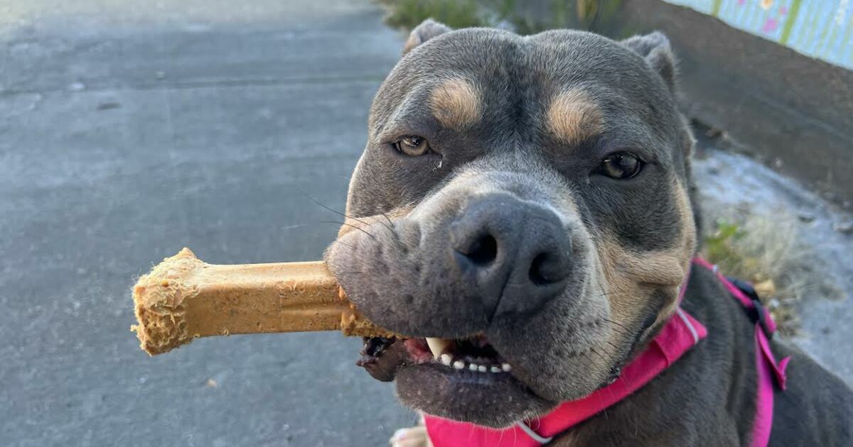 Chicago Canine Rescue Foundation - 2022 - End of Year