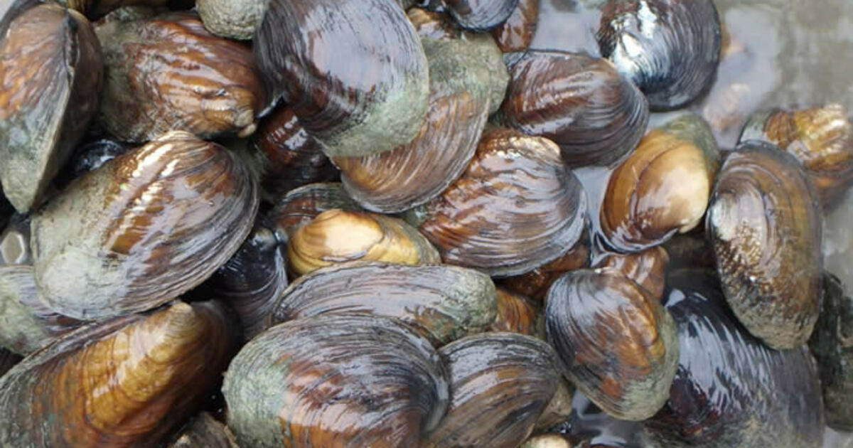 Ohio River Foundation - Adopt a Mussel