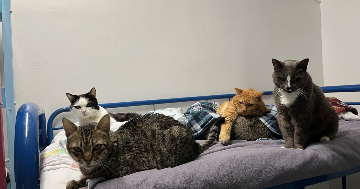 Blue Bell Foundation for Cats - Support Blue Bell Cats