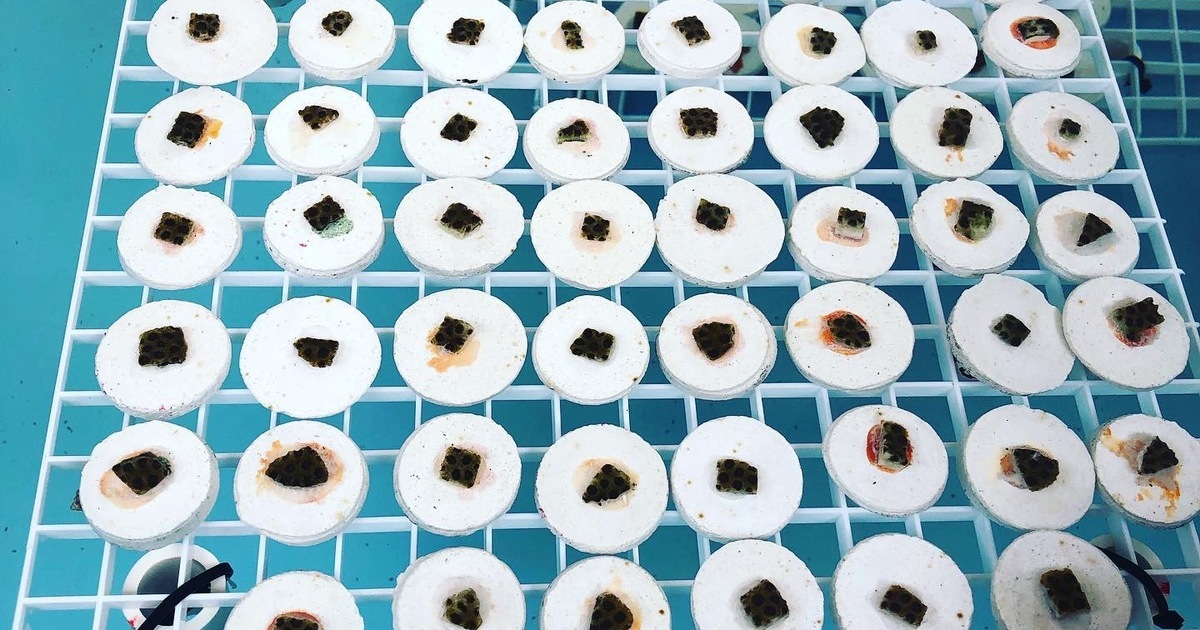 Plant A Million Corals Foundation Inc - Support Coral Restoration