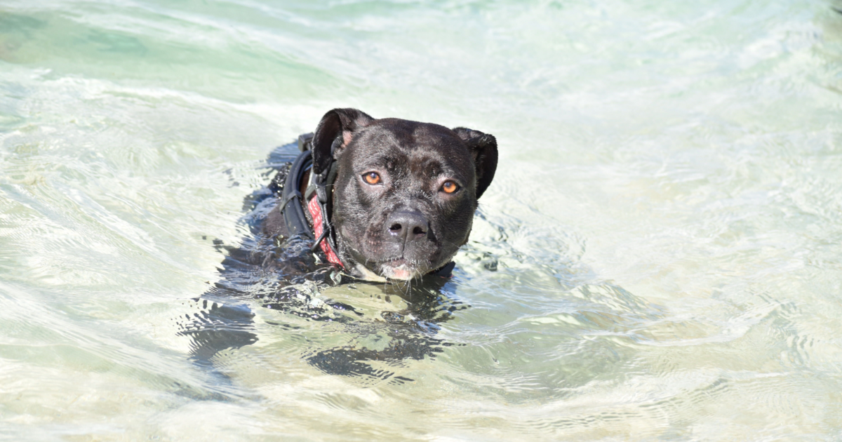 BADASS ANIMAL RESCUE INC - Meant To Be