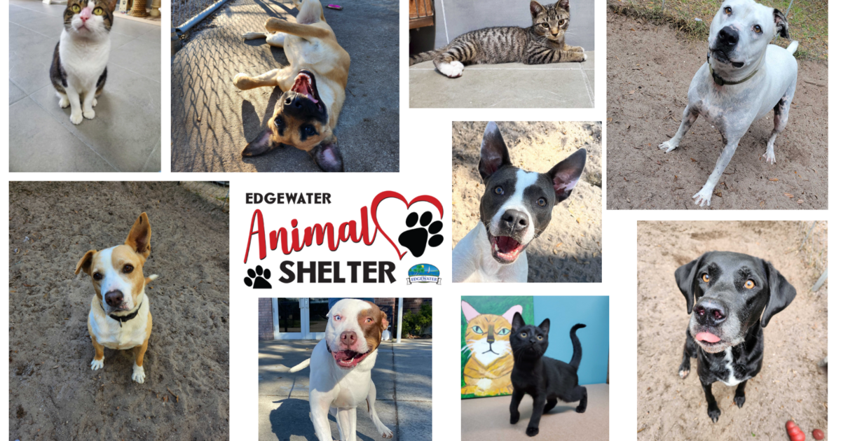 Edgewater Animal Shelter Inc - Support the Animal Shelter's Mission