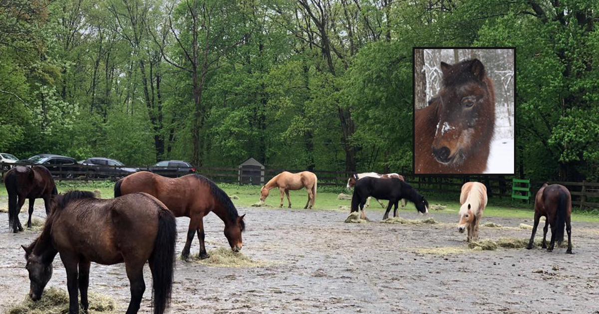 GAIT Therapeutic Riding Center - Bear Sponsorship