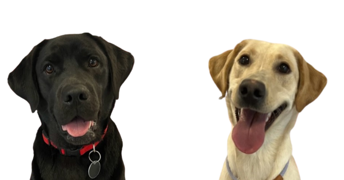 Retrieving Freedom - University of Northern Iowa Fundraising Event!