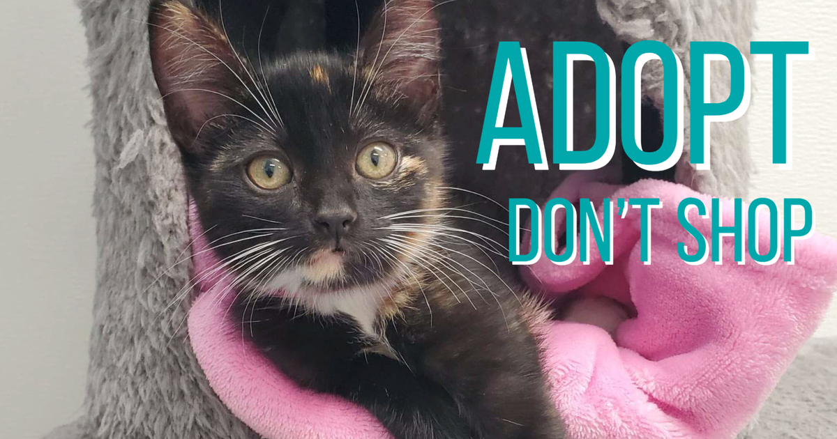 Save Our Cats and Kittens Inc - 2023 Adopt Don't Shop ~ Adopt A Shelter Pet Day