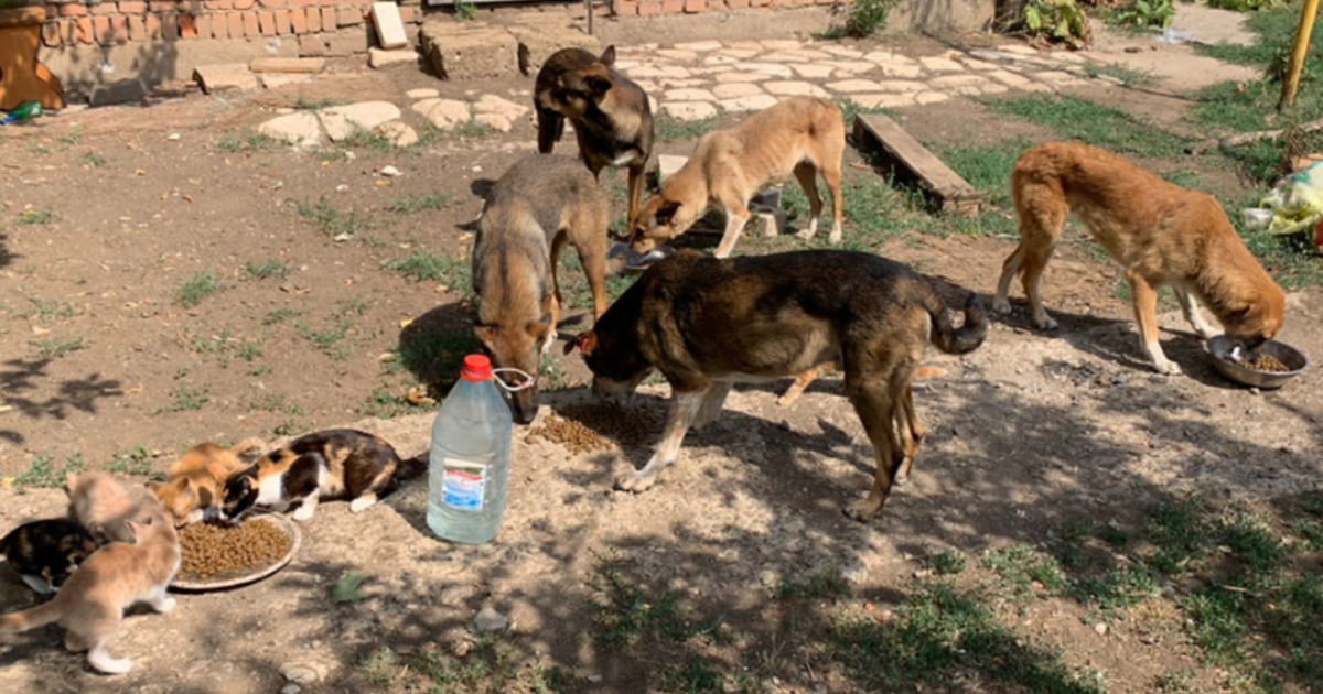 PAWS OF WAR INC - Saving Starving Animals in Ukraine