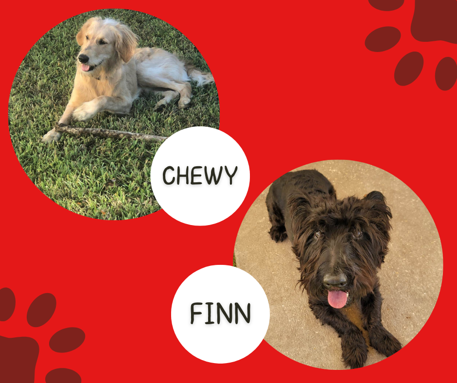 SPCA OF BREVARD INC - Chewy and Finn Surgery Fundraiser