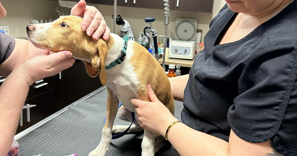 Last Chance Animal Rescue Fund - Neptune Medical