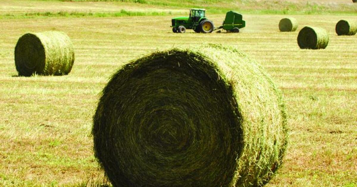 HHH Ranch - 20 round bales of hay