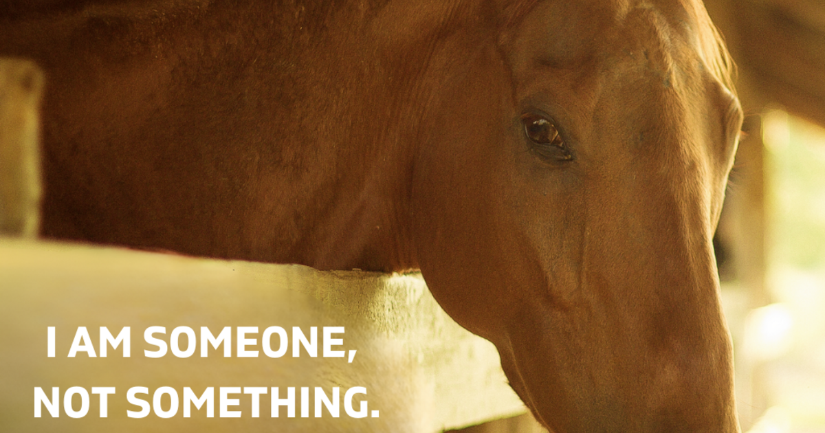 Horseracing Wrongs Inc - Spring 2023