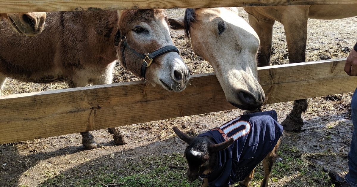 HHH Ranch - Mojo Monthly Sponsorship