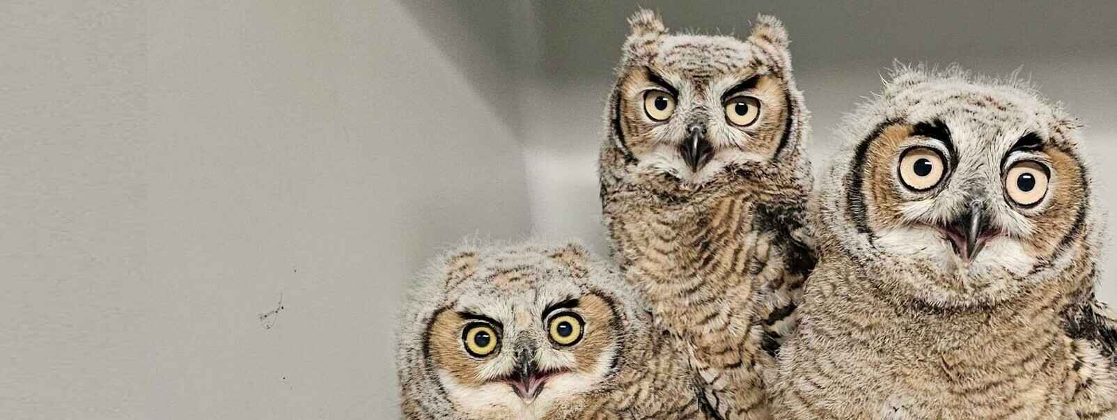 OJAI RAPTOR CENTER - Nestling and Fledgling Campaign 2023