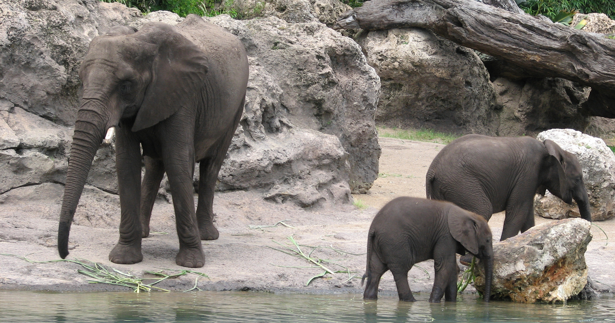 American Association of Zoological Parks & Aquariums Inc - AZA Animal ...