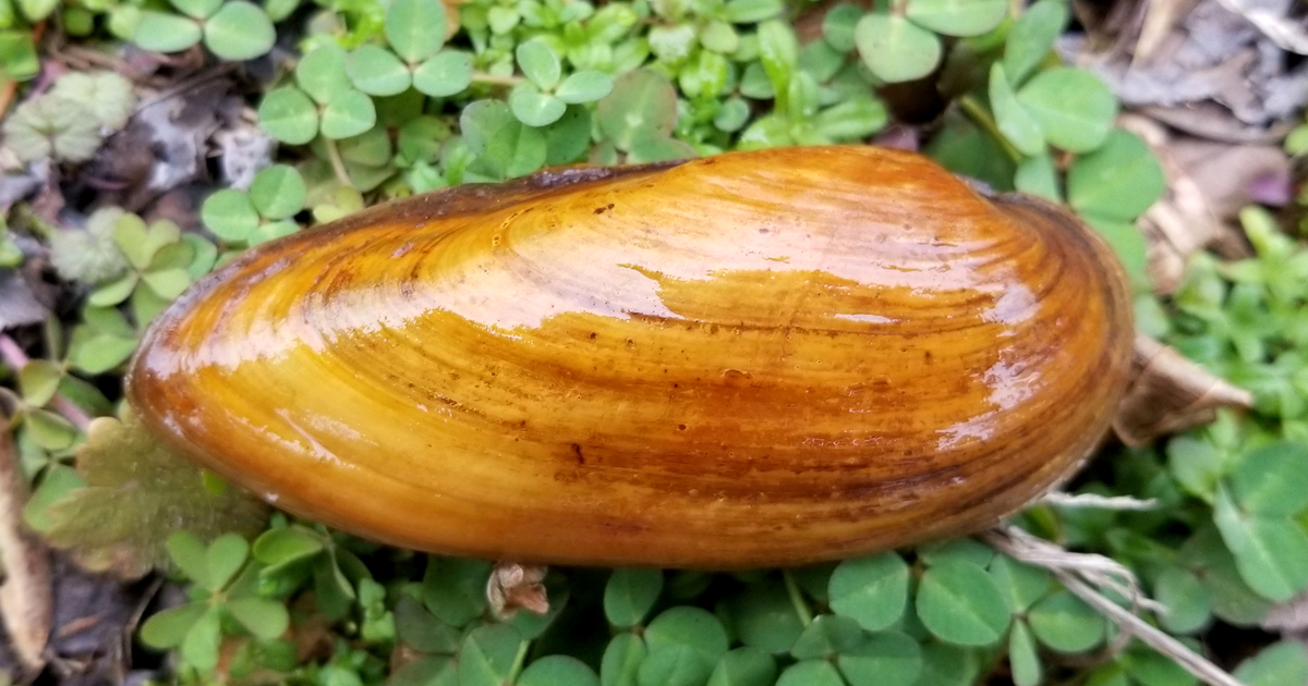 Wildlife & Outdoor Recreation Foundation Inc - Mussel Conservation