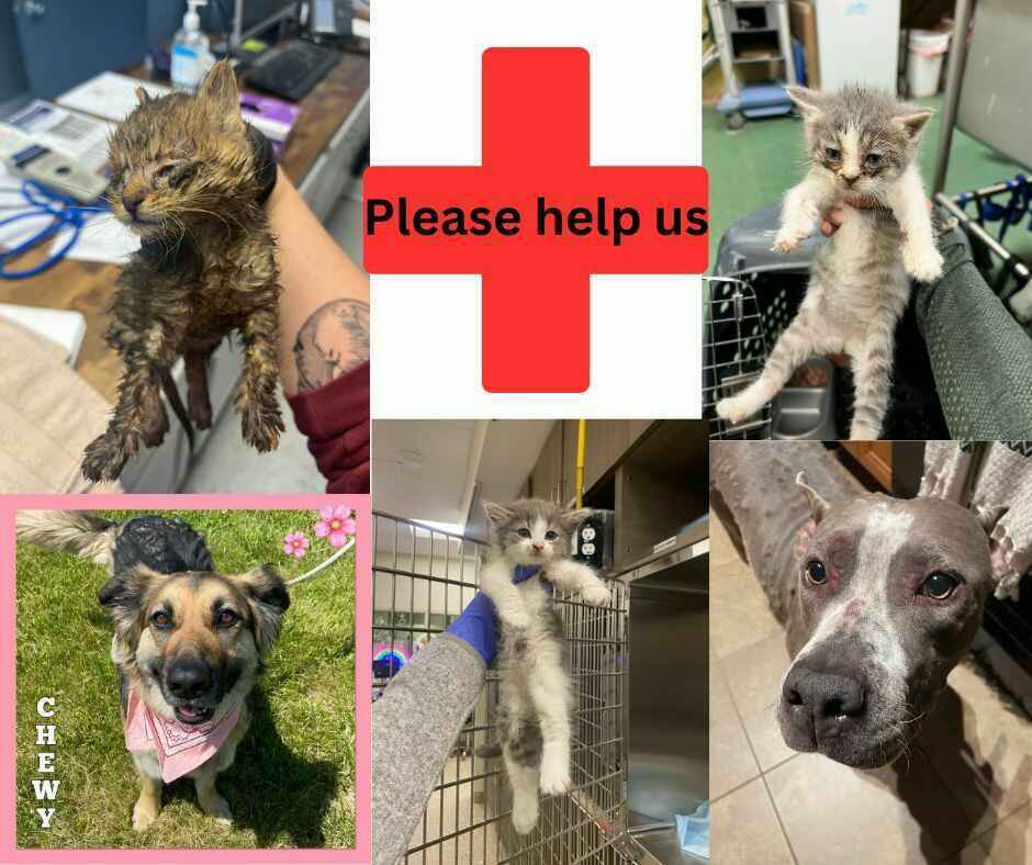 NATIONAL ANIMAL WELFARE SOCIETY INC - NAWS is in VERY critical need to ...