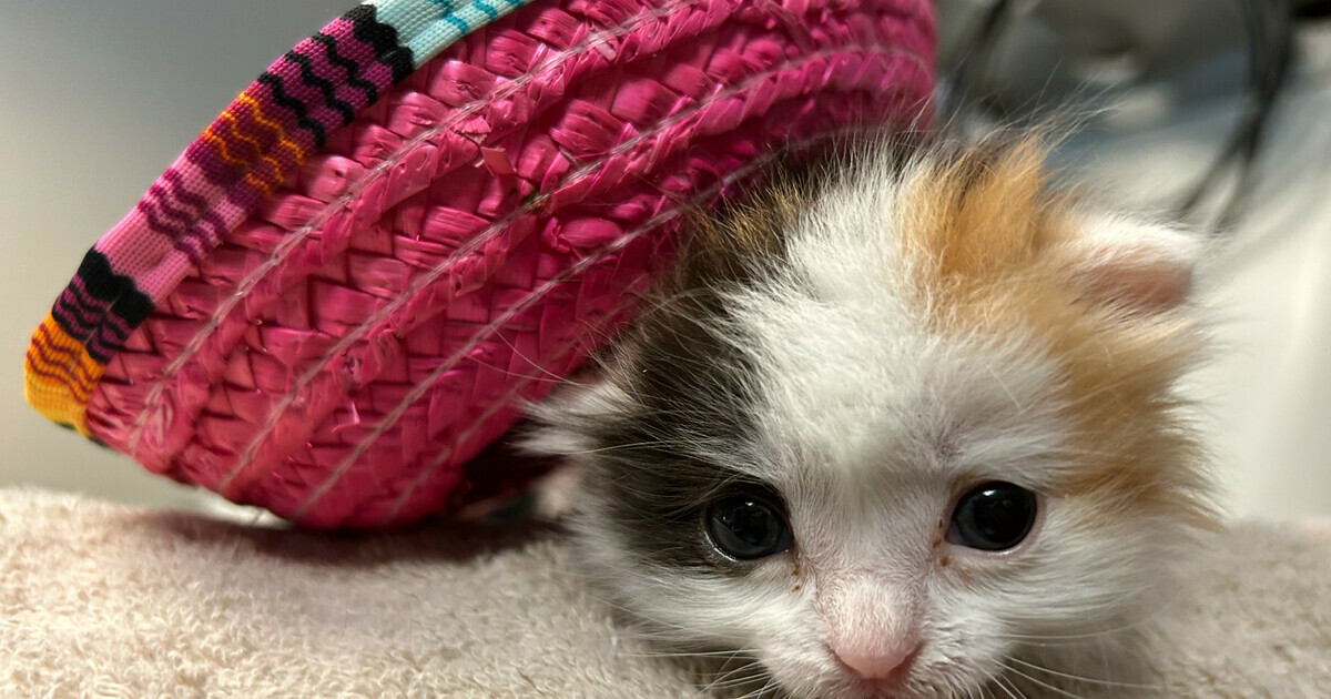 PET PANTRY OF LANCASTER COUNTY INC - Cinco De Meowo 2023