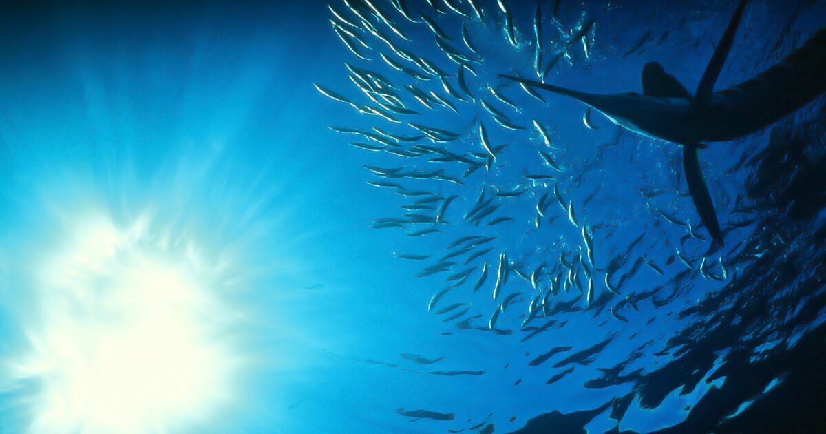 Wild Oceans - Support Wild Oceans