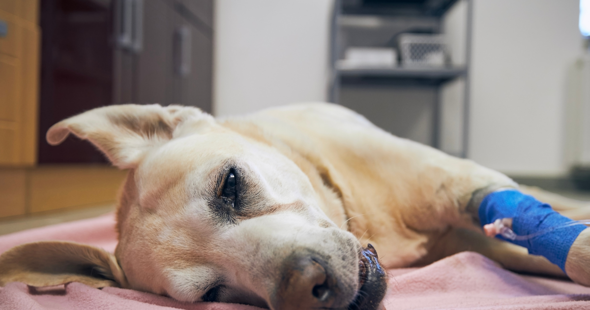 4 Paws 4 Life Rescue - Tuff Luck Chuck Medical Fund