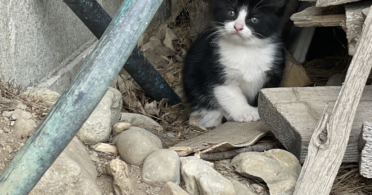 Second Chance Animal Shelter - Spay/Neuter Fund