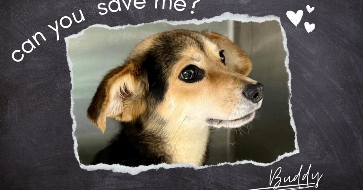 Last Chance Animal Rescue Fund - Buddy