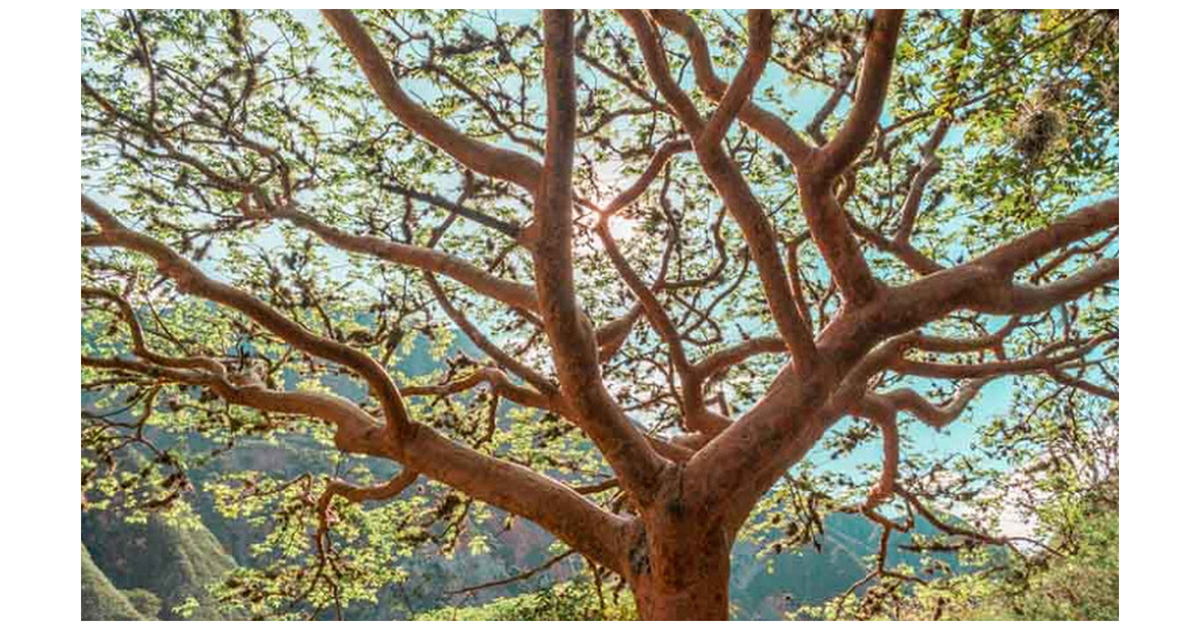 The Busch Wildlife Sanctuary Inc - Native Trees Initiative