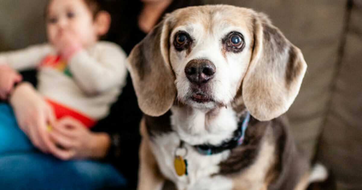 SPCA OF BREVARD INC - Community Pet Project