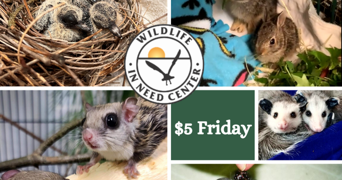 Wildlife in Need Center - $5 Friday! Today is the day! June 30th!