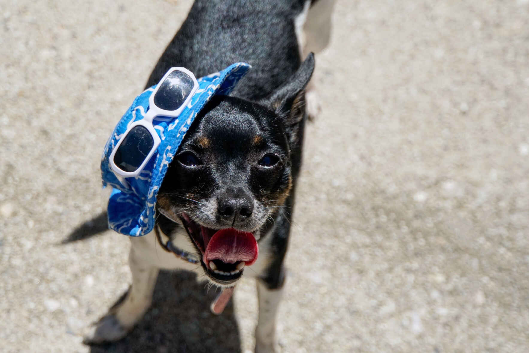 Animal Rescue, Inc. - Dogs' Day in the Park 2023