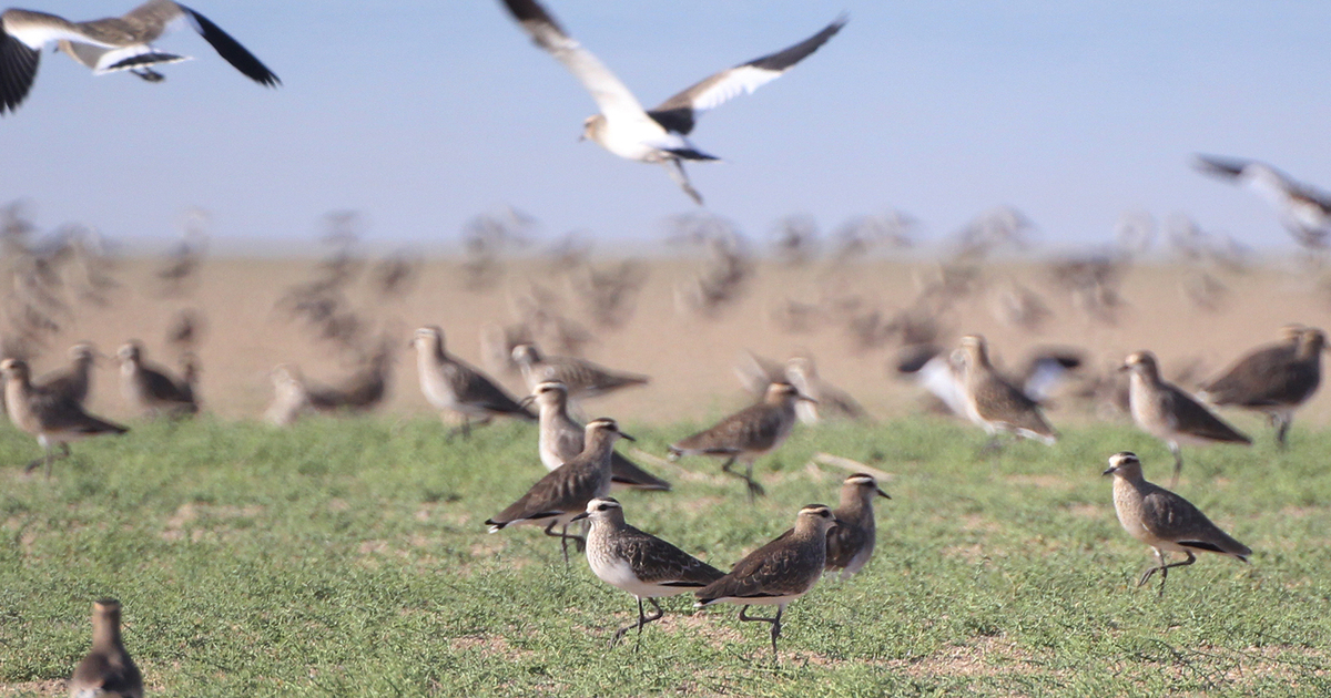 BIRD CONSERVATION FUND - Sociable Lapwing - Protecting a Key Site in ...