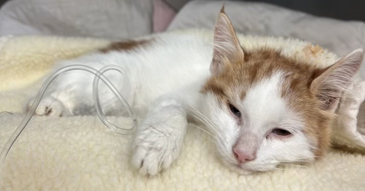 PAWS OF WAR INC - Help Save Noonie