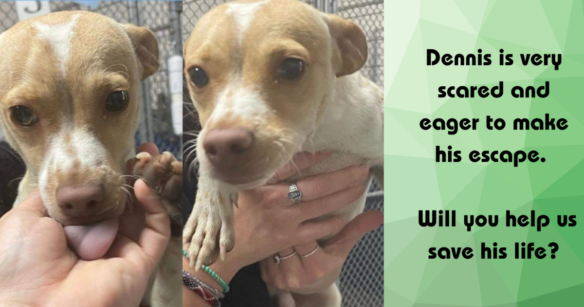 Last Chance Animal Rescue Fund - Dennis