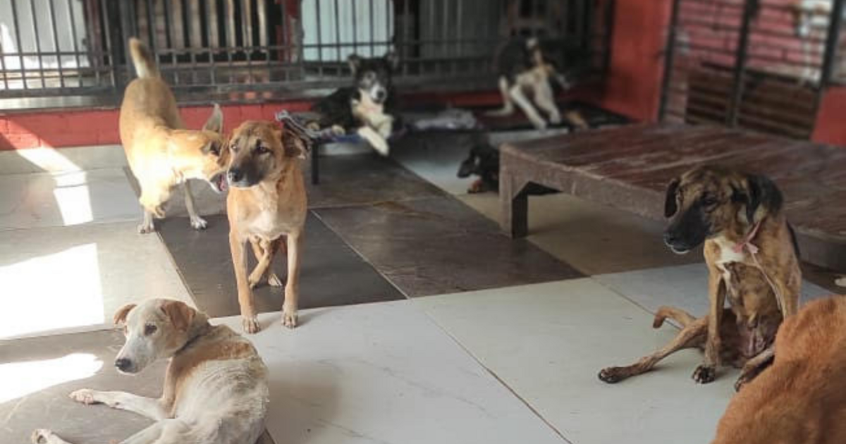 Pawsitive Sanctuary Inc - Support Pawsitive Sanctuary