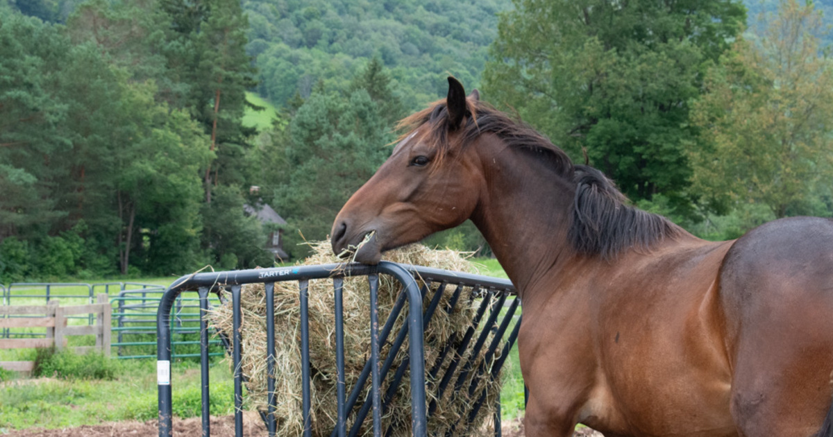 Rosemary Farm Sanctuary Inc. - Hay Racks