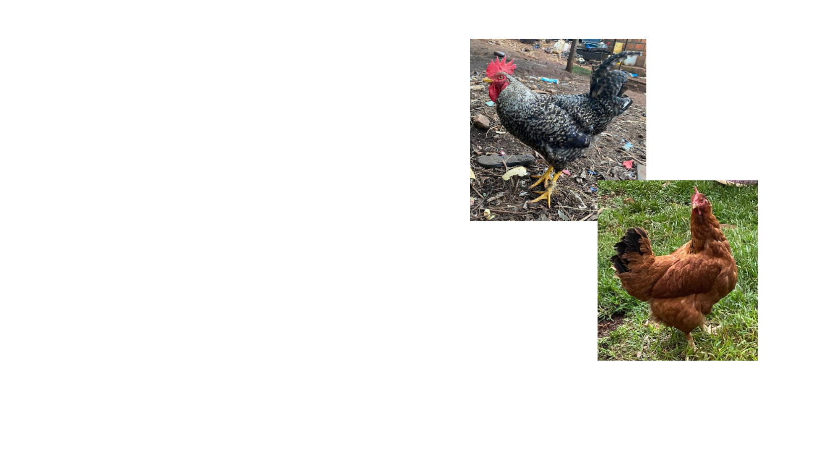 HEALTH EDUCATION AFRICA RESOURCE TEAM - Chickens
